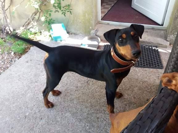 Accueil - Elevage des Princes Pinscher - eleveur de chiens Pinscher ...