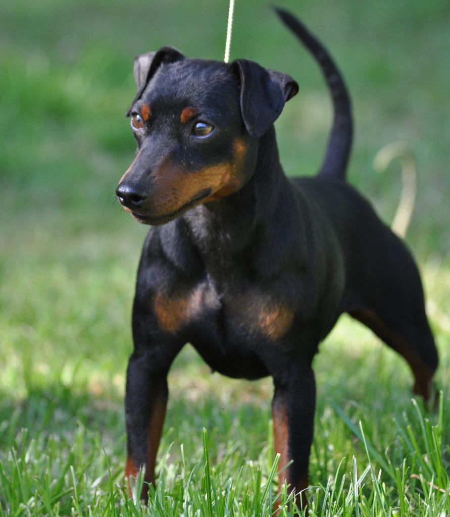 Accueil - Elevage Des princes pinscher - eleveur de chiens Pinscher nain